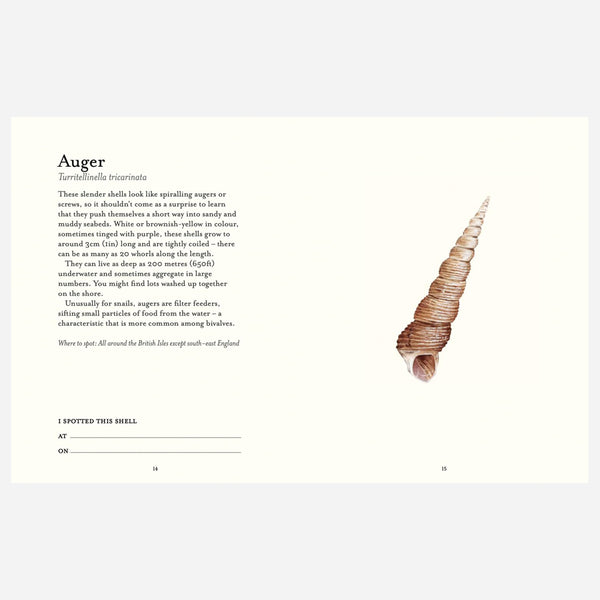 The Shell Spotter's Guide – Kettle's Yard